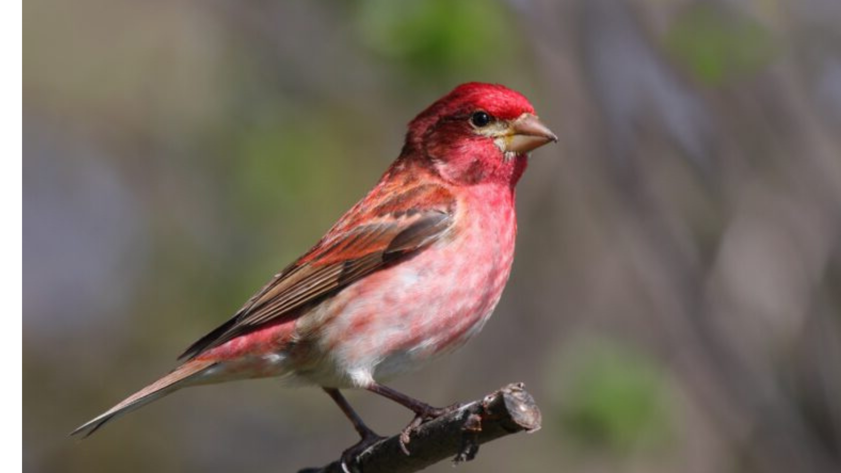 Birds With Red Chest: Discover Colorful Feathered Friends