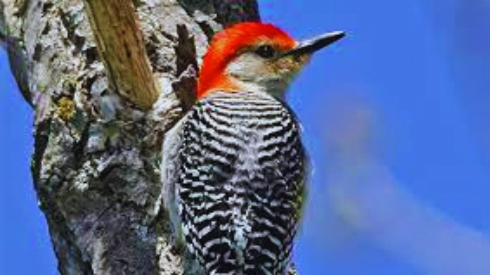 Birds With Red Head: A Colorful Guide to Stunning Species