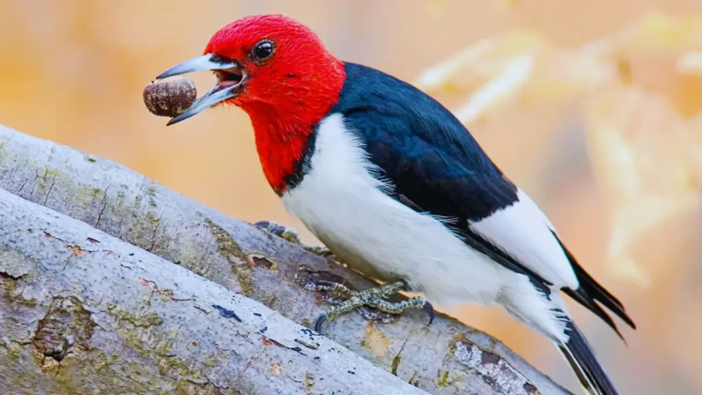Birds With Red Head: A Colorful Guide to Stunning Species