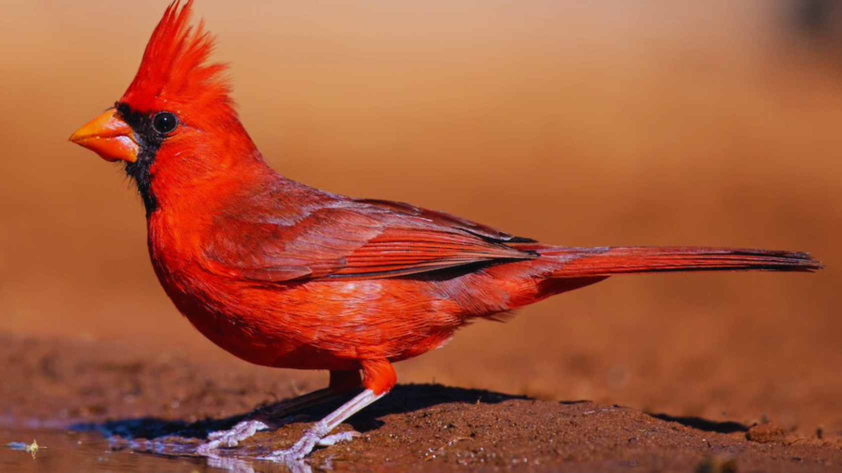 Birds With Red Head: A Colorful Guide to Stunning Species