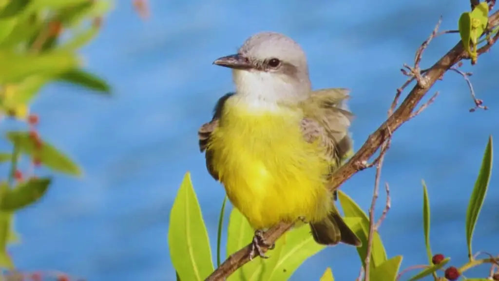 Discover Birds With Yellow Bellies: Vibrant Species Guide