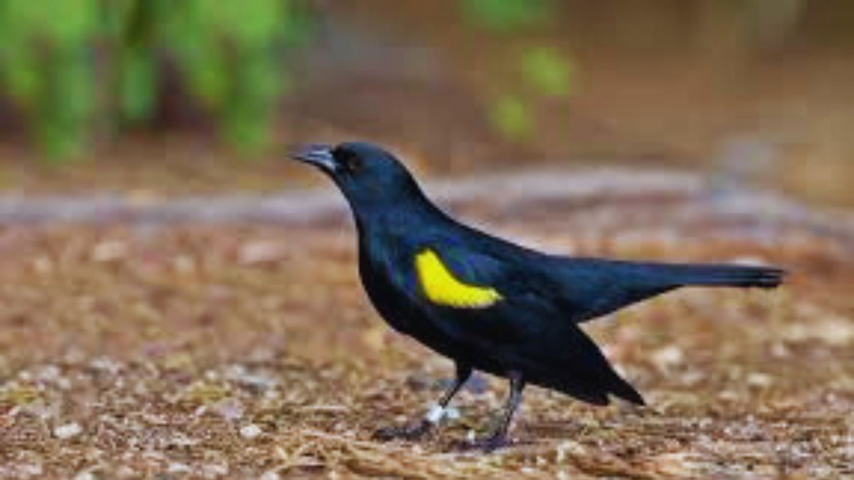 7 Surprising Facts About The Black Bird With A Yellow Stripe On Its ...