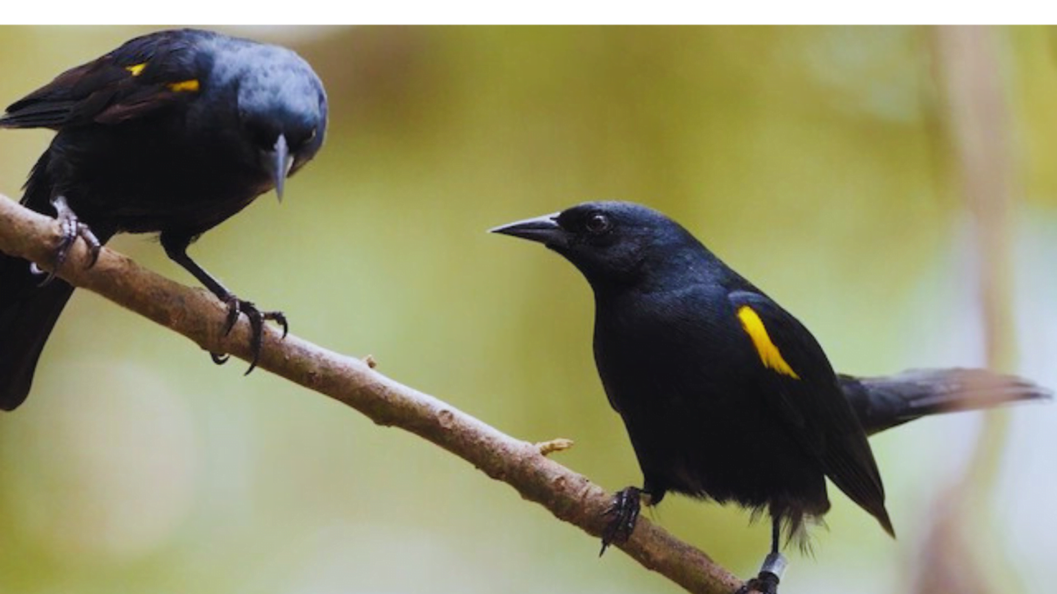 7 Surprising Facts About The Black Bird With A Yellow Stripe On Its Wing! - Chirper Birds