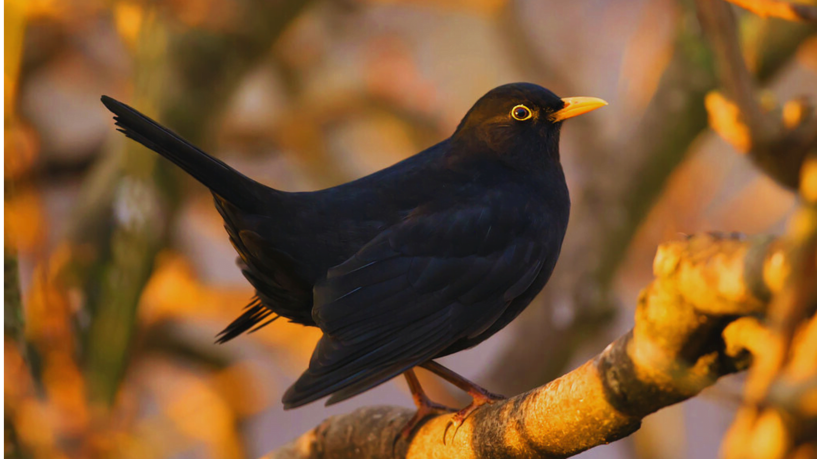 10 Must-See Photos Of The Stunning Black Bird With Orange Beak ...
