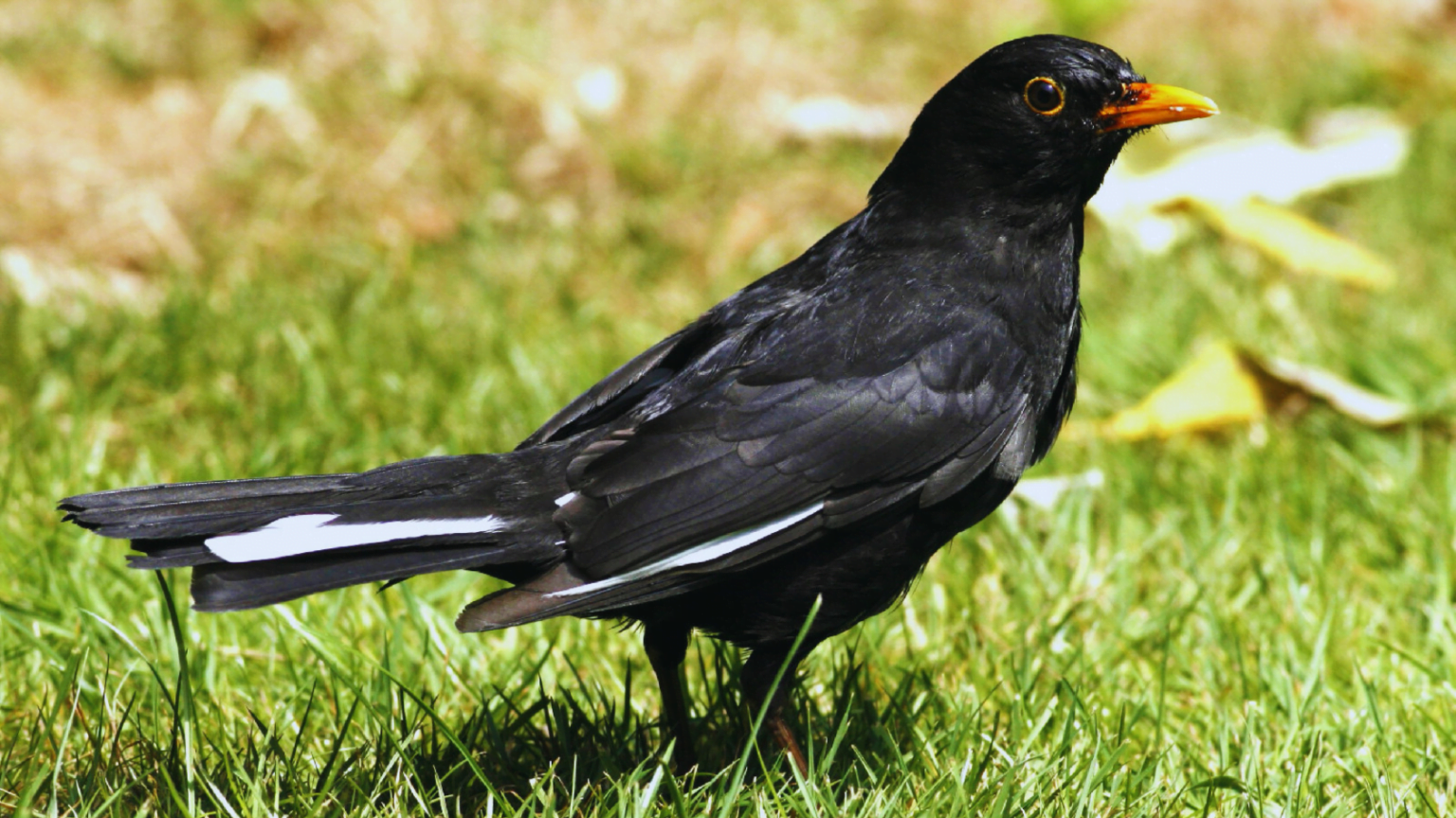 10 Must-See Photos Of The Stunning Black Bird With Orange Beak ...