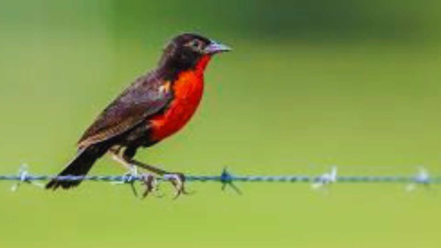 10 Astonishing Facts About The Black Bird With Red Chest! - Chirper Birds