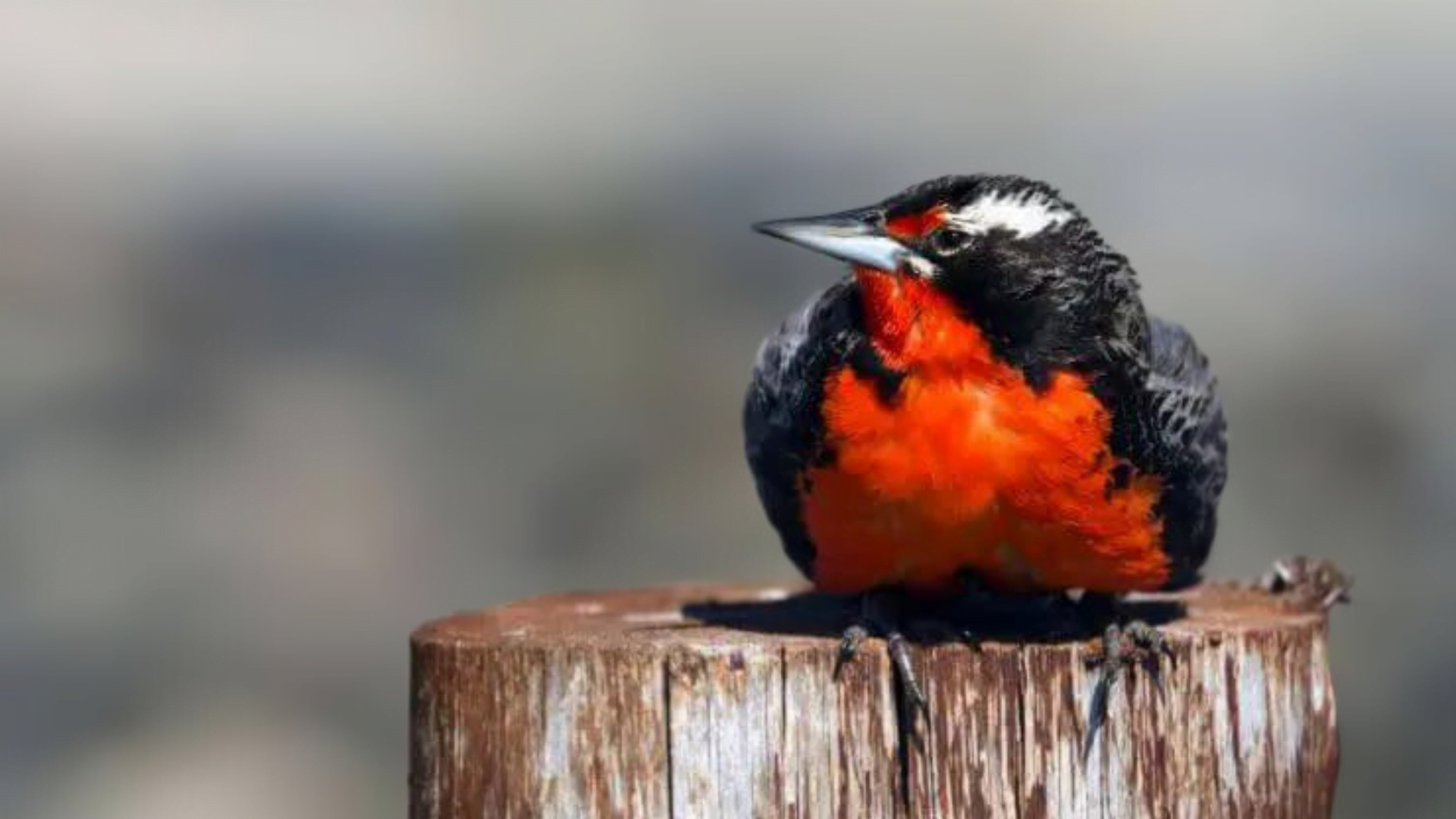 10 Astonishing Facts About The Black Bird With Red Chest! - Chirper Birds