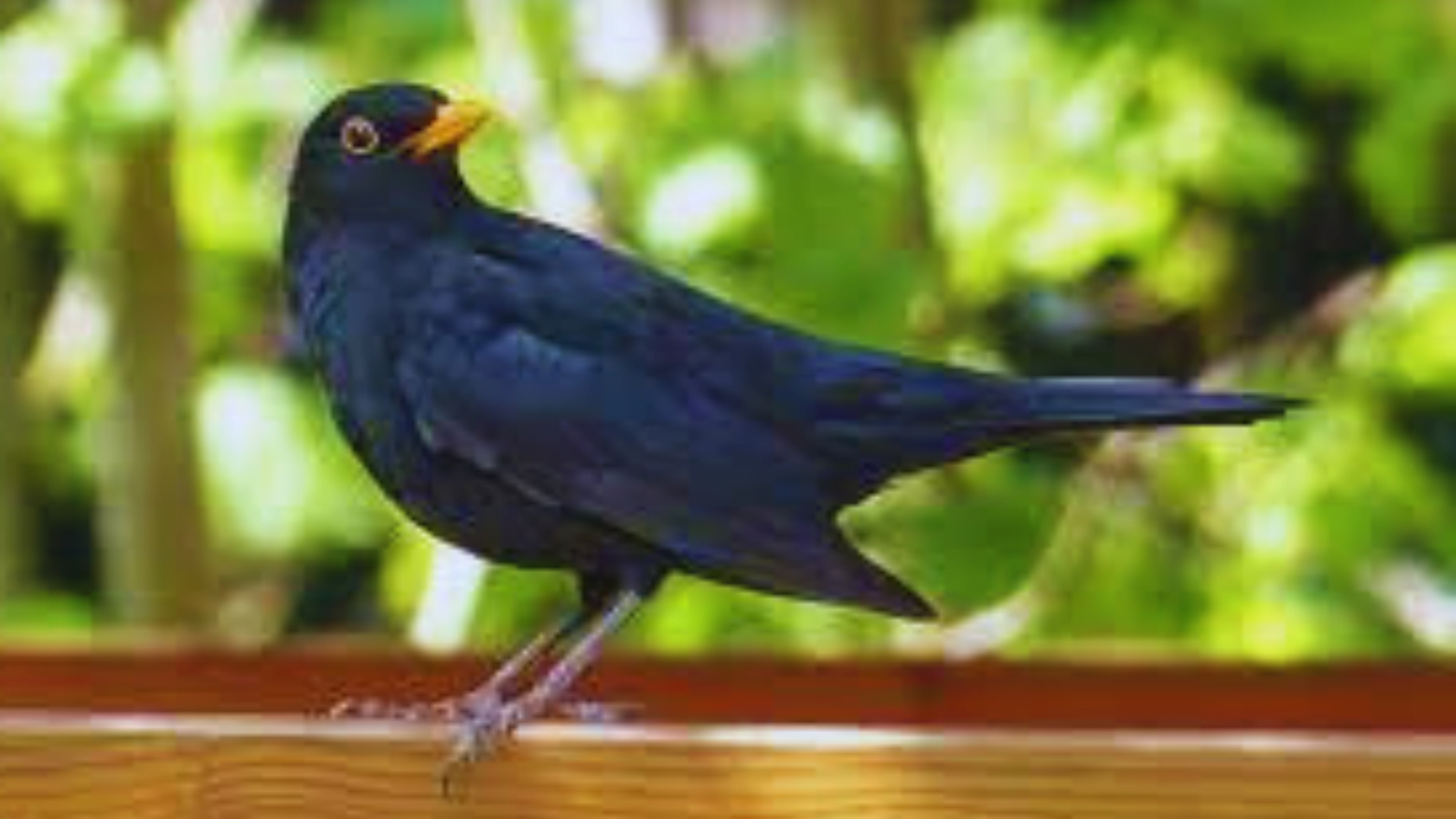 Blackbird Symbol: 5 Fascinating Meanings Behind - Chirper Birds