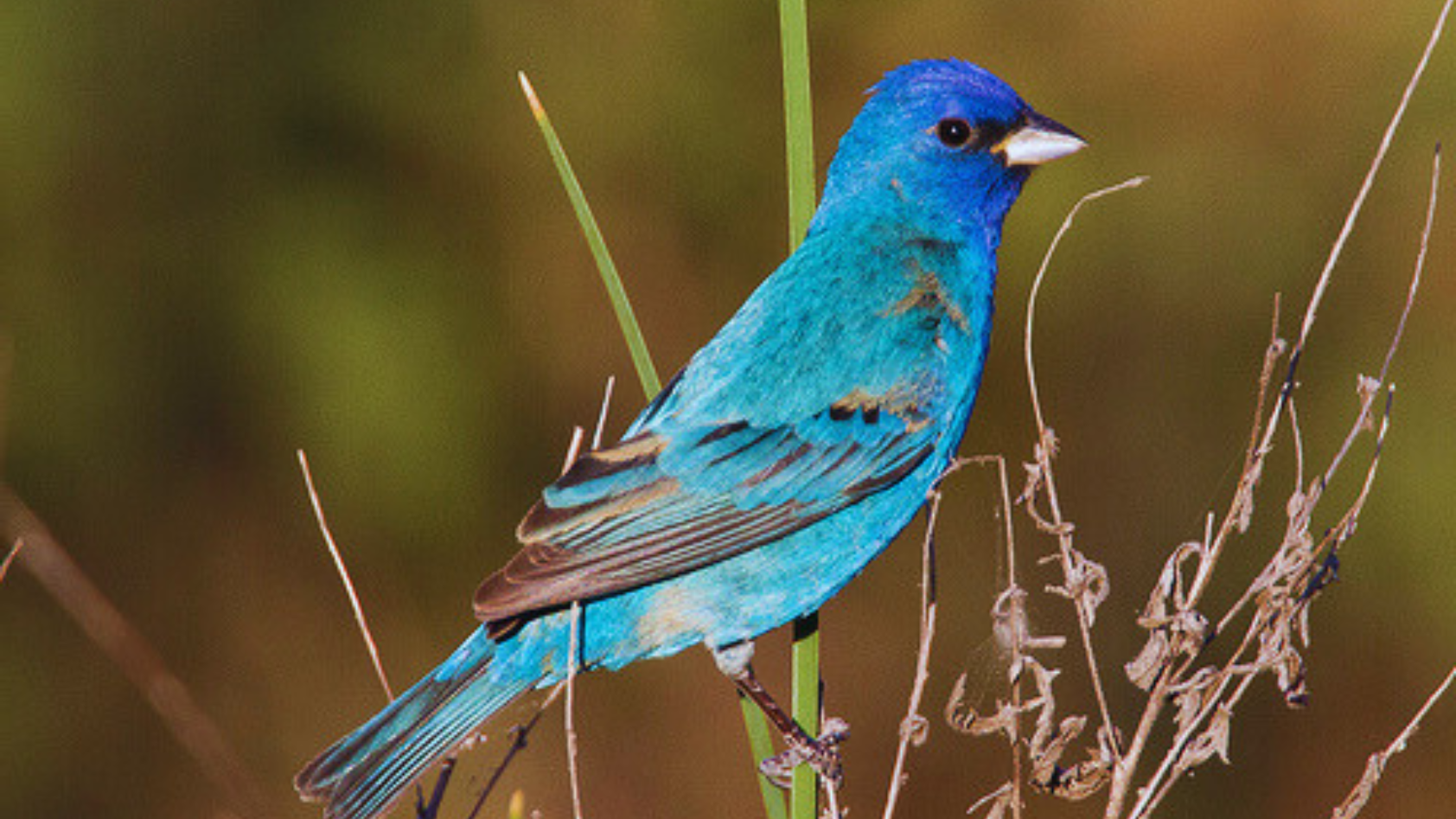 Discover Blue Birds in Alabama: Nature's Vibrant Wonders
