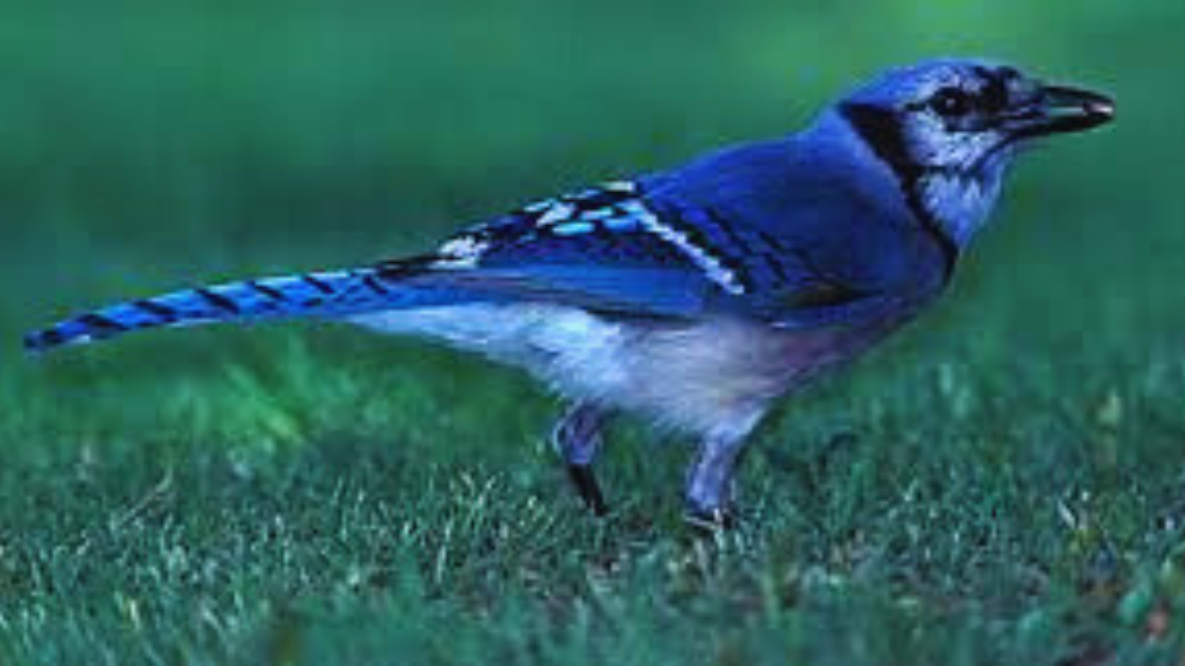 Discover Blue Birds in Alabama: Nature's Vibrant Wonders