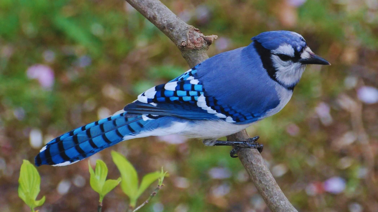 Blue Cardinal vs Blue Jay: Comparing These Vibrant Birds
