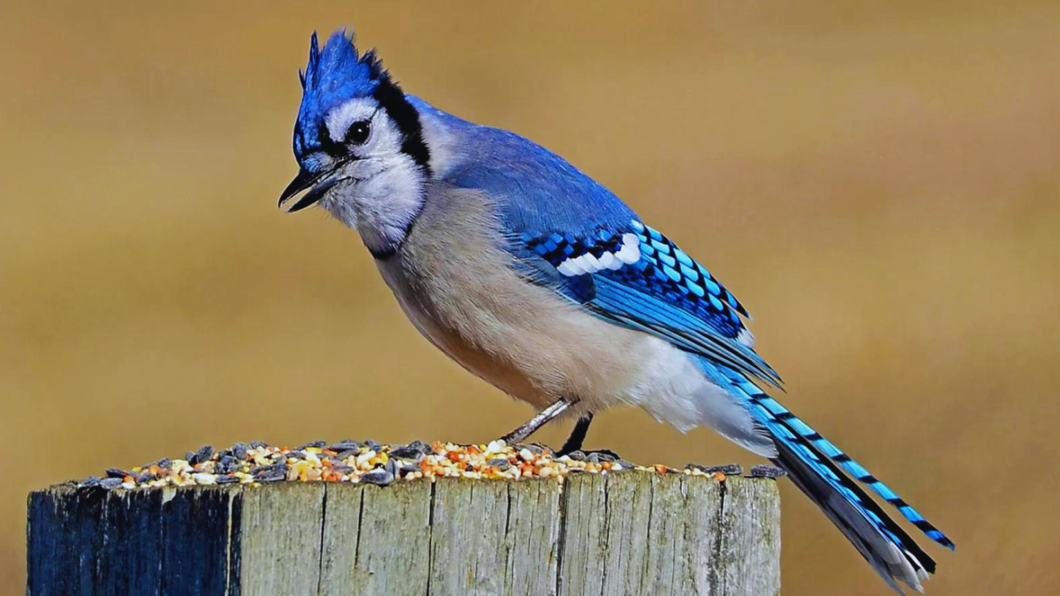 Blue Cardinal vs Blue Jay: Comparing These Vibrant Birds