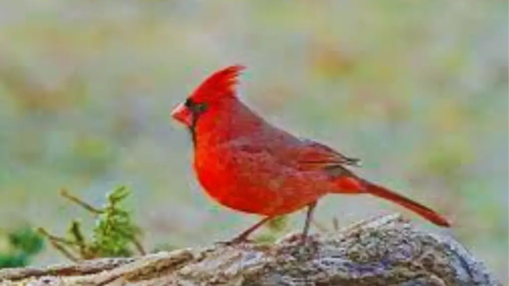Cardinal Bird: 10 Iconic Symbols Of Beauty And Grace In The Avian World ...