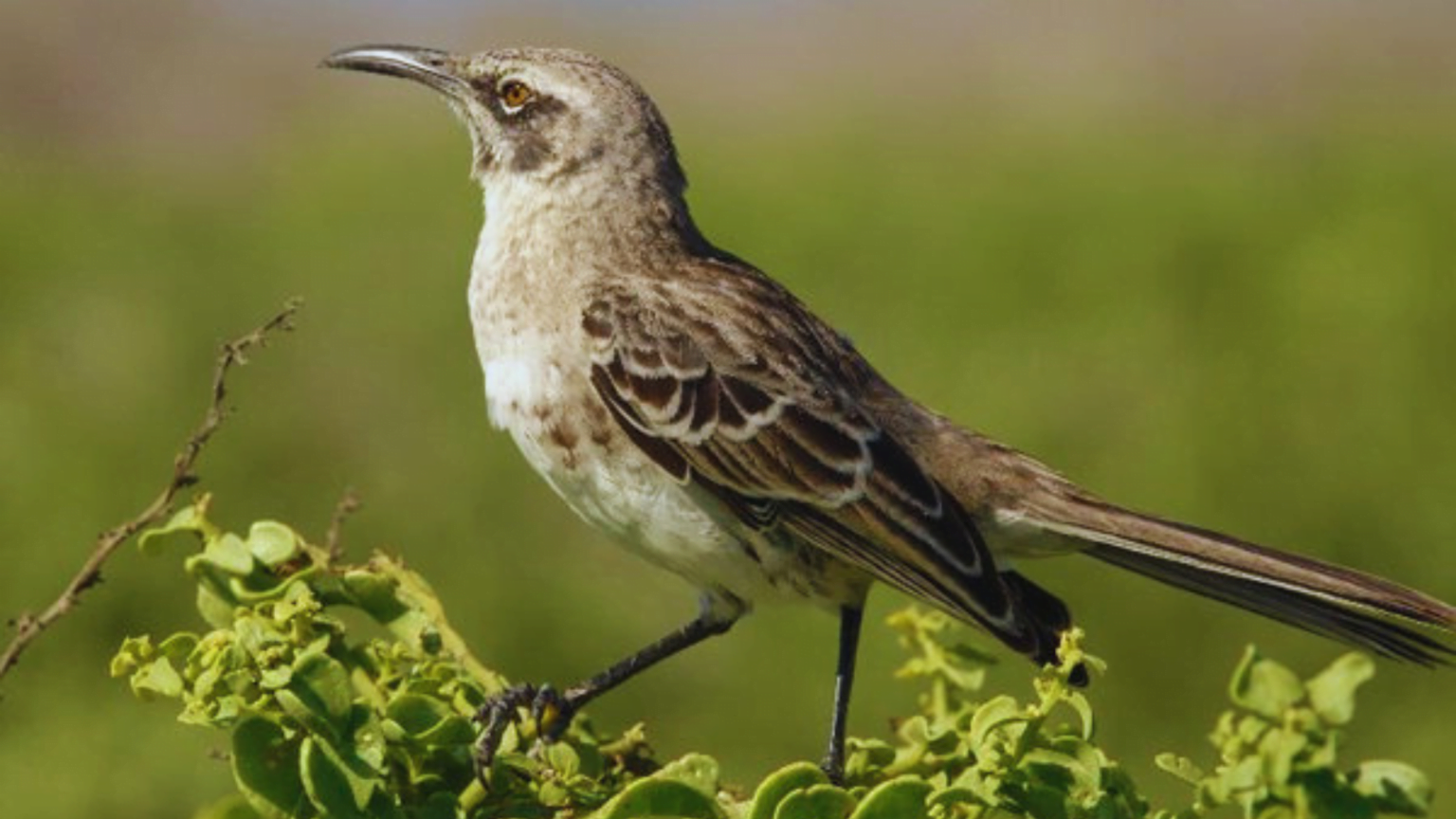 Catbird Vs Mockingbird: Who's the Ultimate Songbird Champion? - Chirper ...