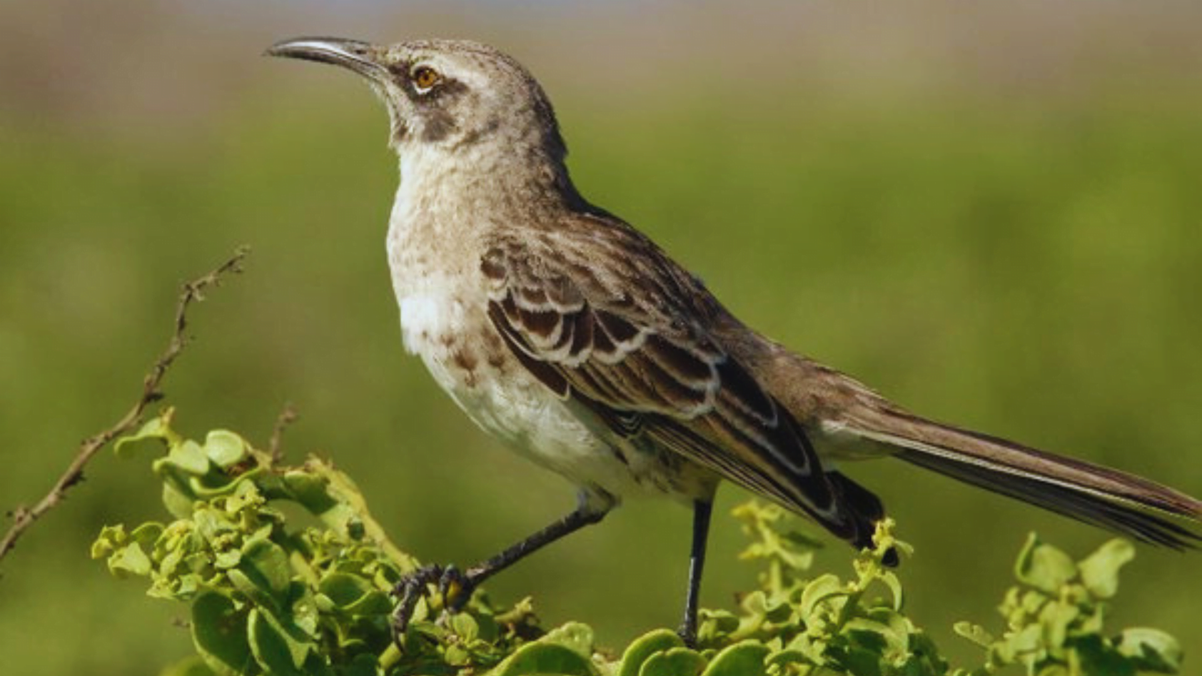 Catbird Vs Mockingbird: Who's the Ultimate Songbird Champion? - Chirper ...