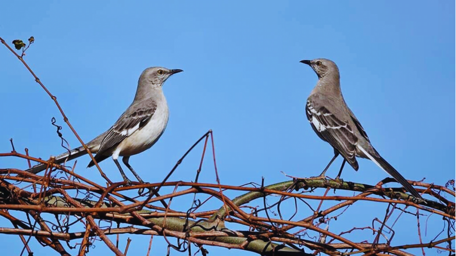 7 Mesmerizing Mockingbird Sounds: A Symphony of Nature! - Chirper Birds