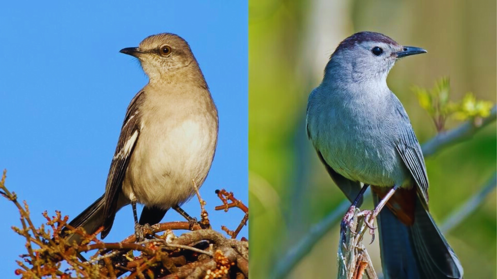 Catbird Vs Mockingbird: Who's the Ultimate Songbird Champion? - Chirper ...
