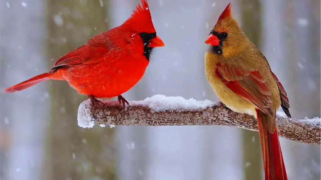7 Amazing Facts About the Color Cardinal You Never Knew! - Chirper Birds