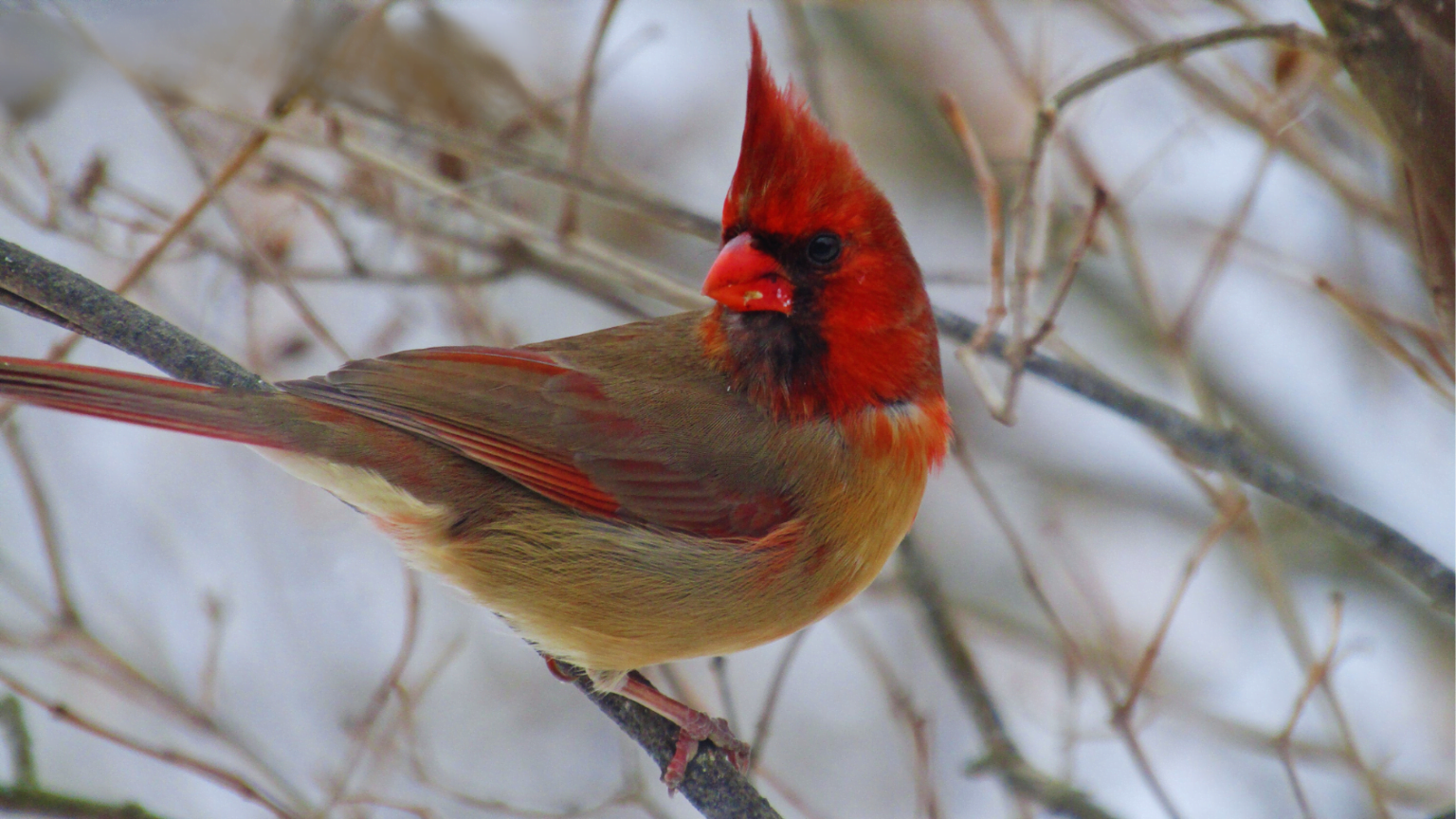 7 Amazing Facts About the Color Cardinal You Never Knew! - Chirper Birds
