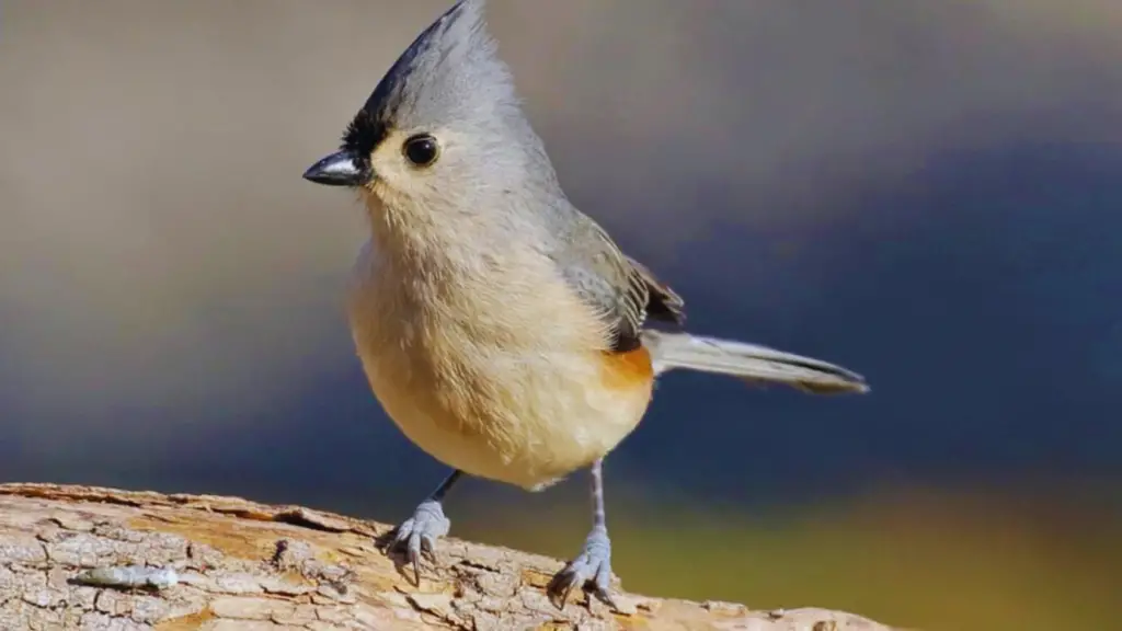 Crested Birds: A Fascinating Guide to Feathered Friends