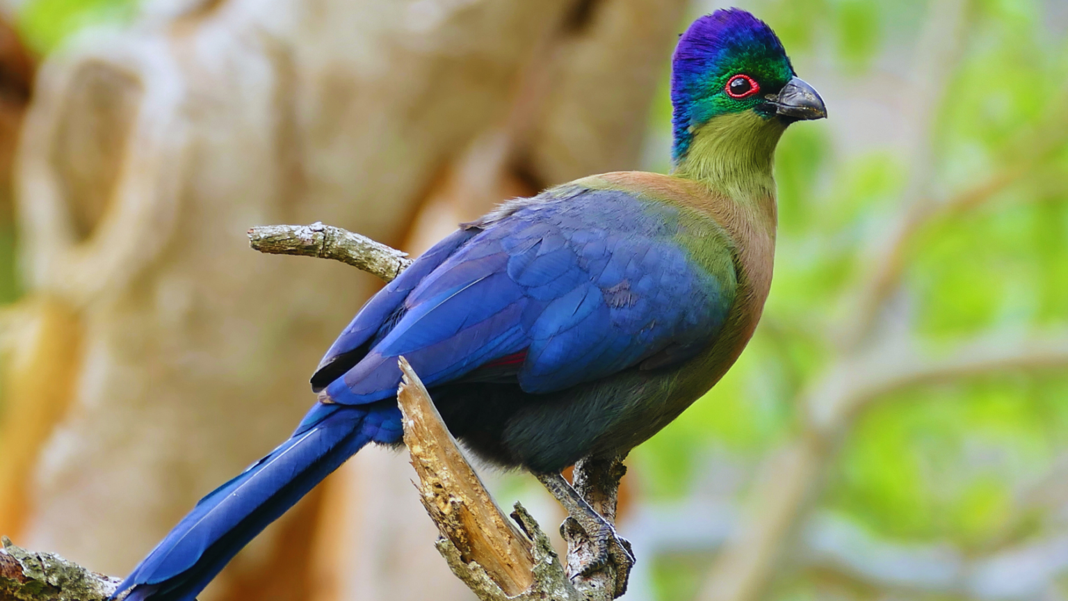 Crested Birds: A Fascinating Guide to Feathered Friends
