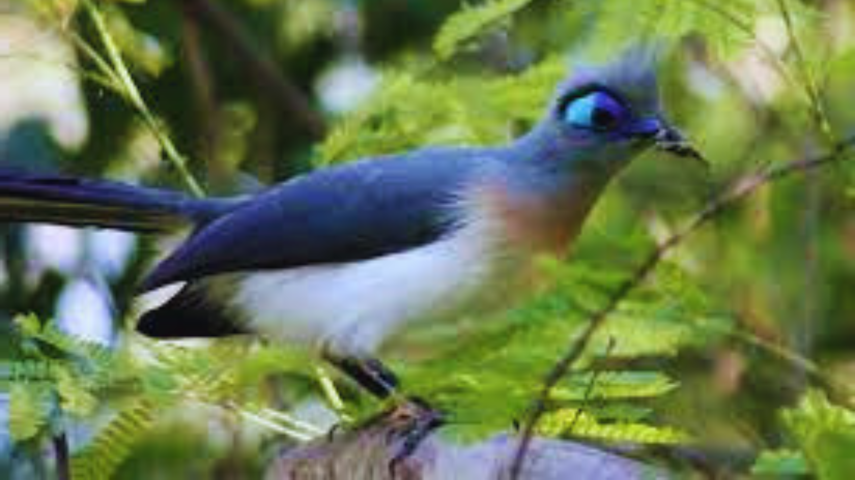 Crested Birds: A Fascinating Guide to Feathered Friends
