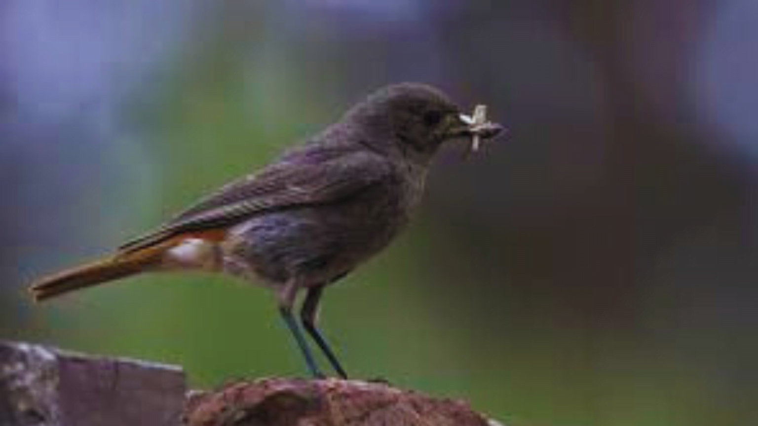Do Birds Eat Ants? 5 Surprising Instances of Birds Devouring Ants ...