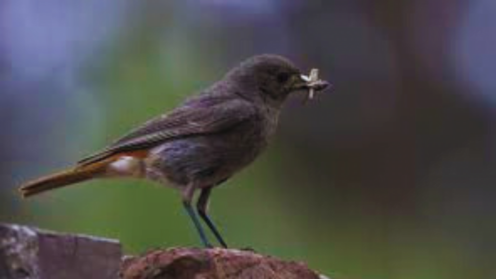 Do Birds Eat Ants? 5 Surprising Instances of Birds Devouring Ants ...