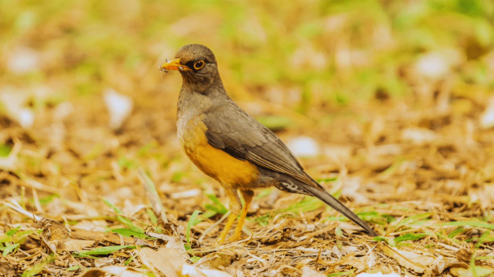 Do Birds Eat Ants? 5 Surprising Instances of Birds Devouring Ants ...
