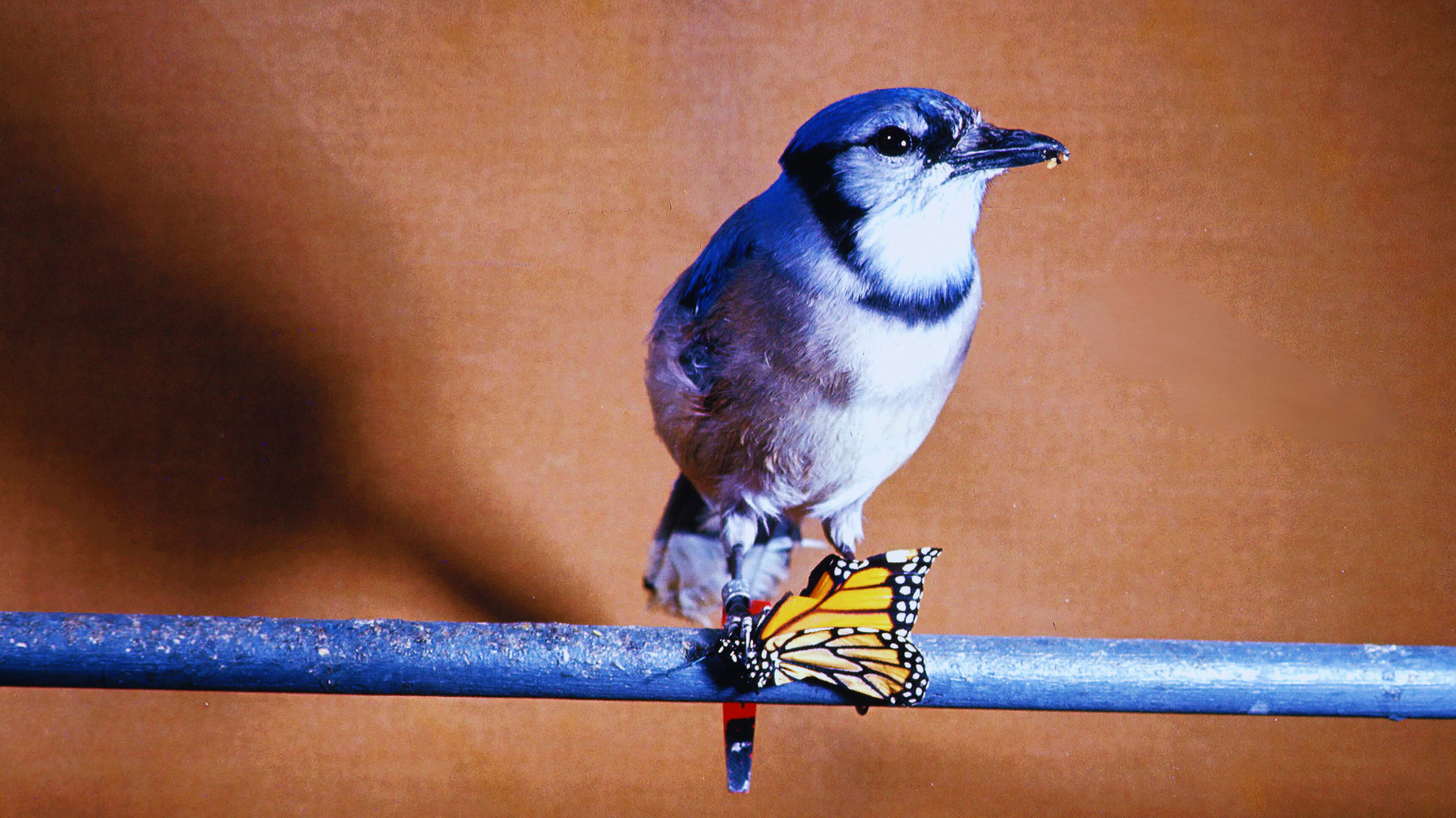 5 Surprising Facts: Do Birds Eat Butterflies? - Chirper Birds