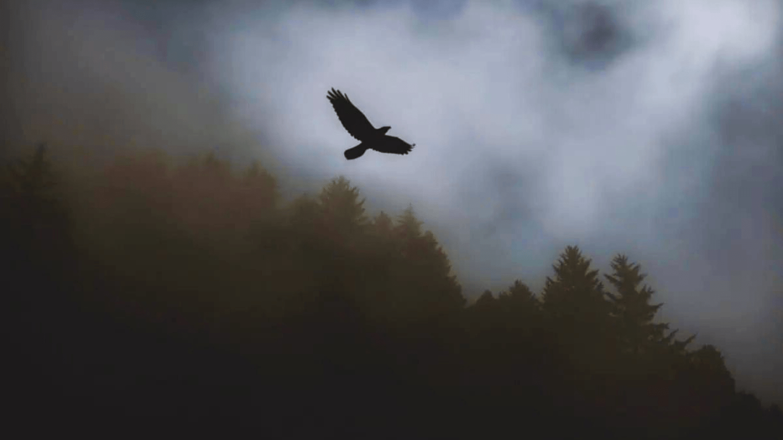Do Birds Fly At Night? Unveiling the Nocturnal Secrets of Feathered ...