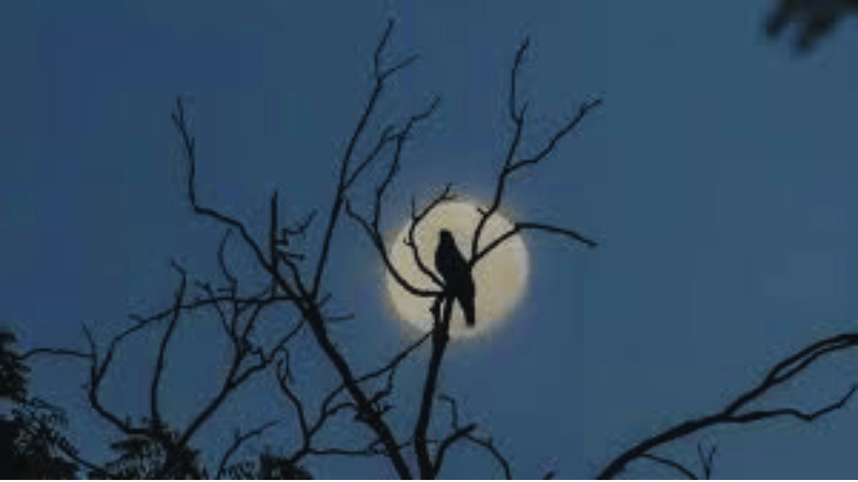 Do Birds Fly At Night? Unveiling the Nocturnal Secrets of Feathered ...