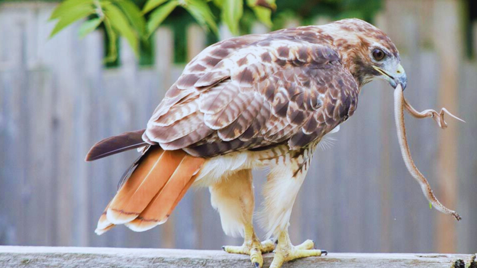 Do Hawks Eat Snakes? Discover the Surprising Answer Today