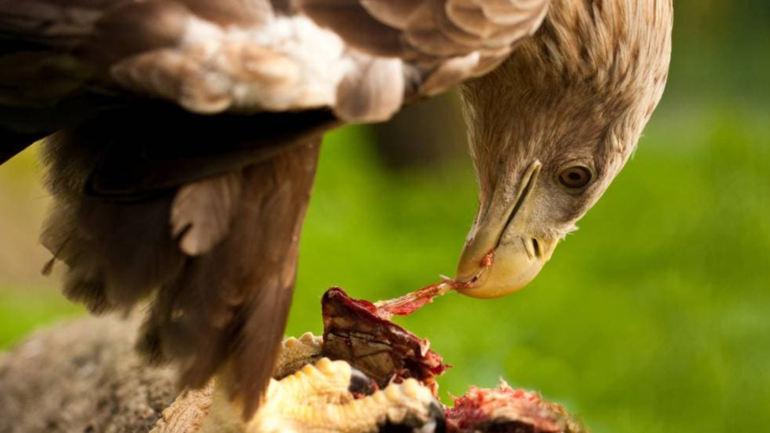 Do Hawks Eat Snakes? Discover the Surprising Answer Today
