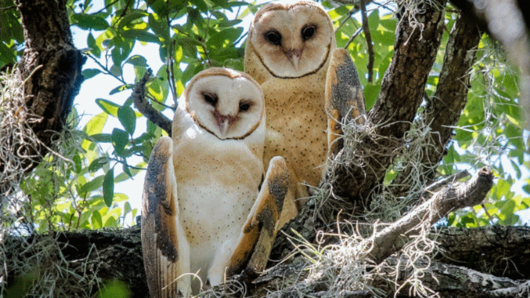 Do Owls Eat Bats? Discover the Truth About Their Diets