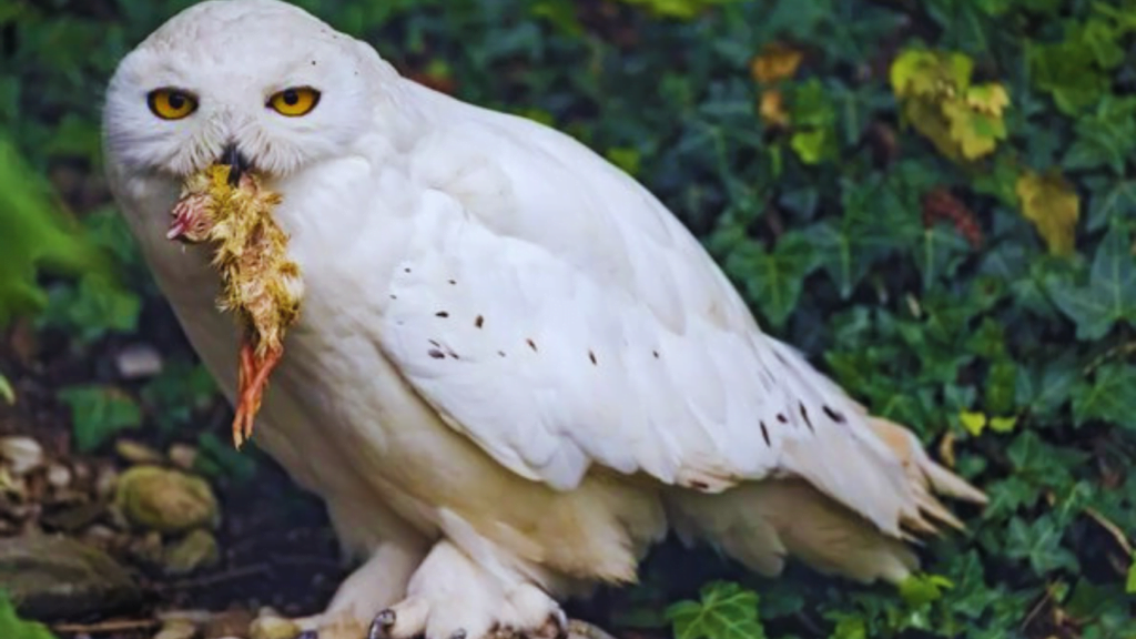 Do Owls Eat Bats? Discover the Truth About Their Diets
