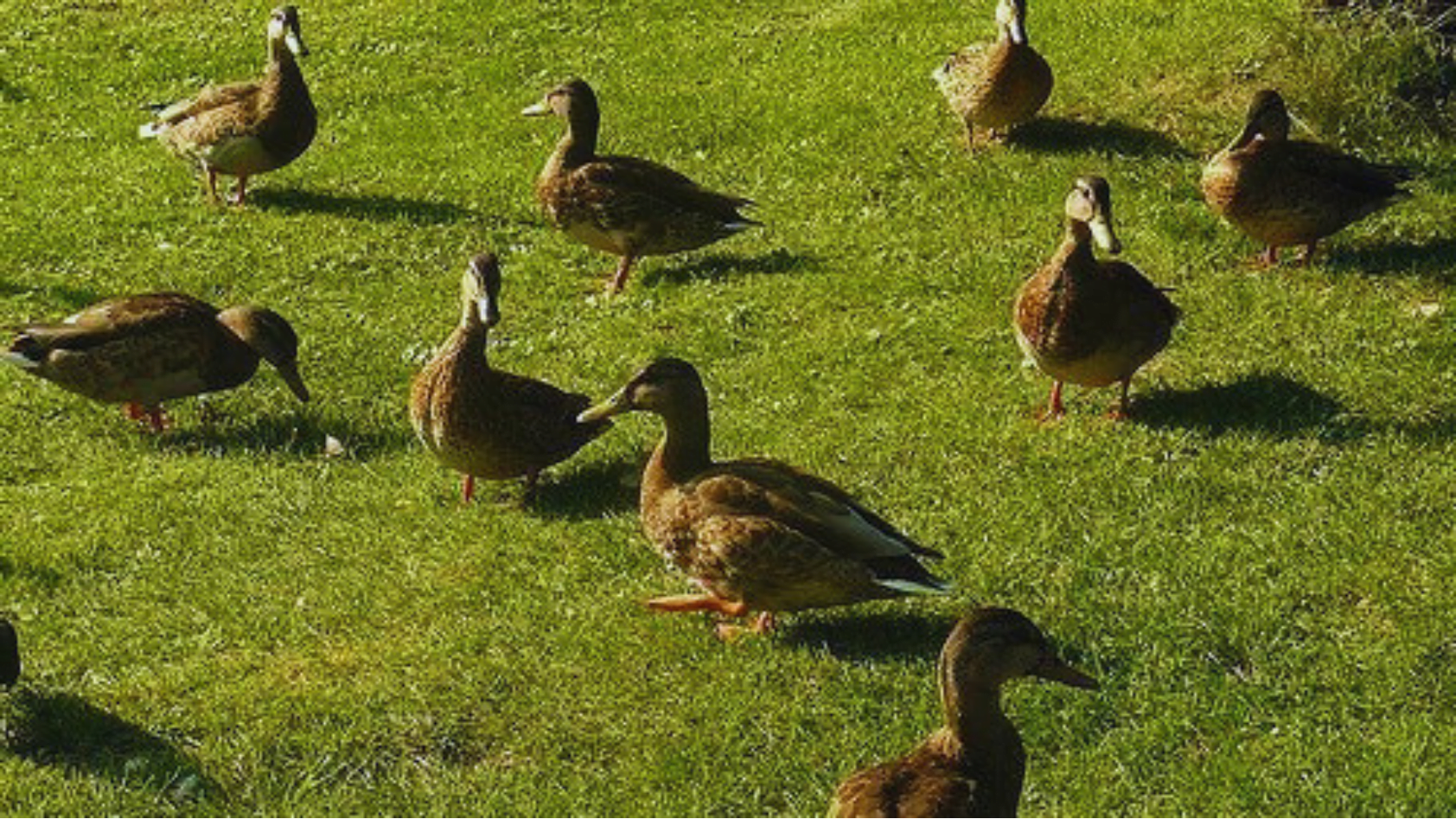 7 Fascinating Facts About a Flock of Ducks You Didn't Know! - Chirper Birds