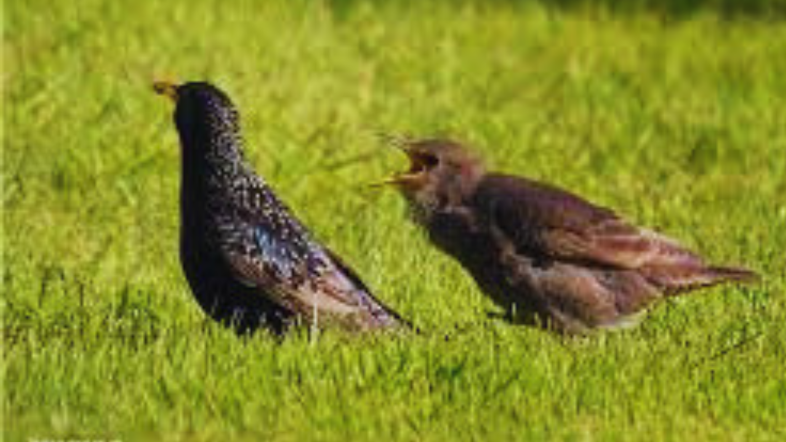Grackle Vs Starling: Discover the Differences & Key Facts