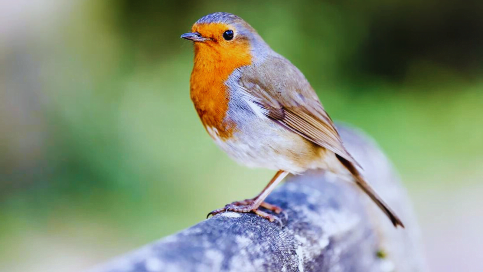 How Long Do Robins Live? 7 Surprising Truth Revealed! - Chirper Birds