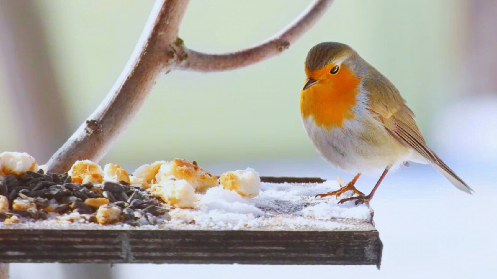 How Long Do Robins Live? 7 Surprising Truth Revealed! - Chirper Birds