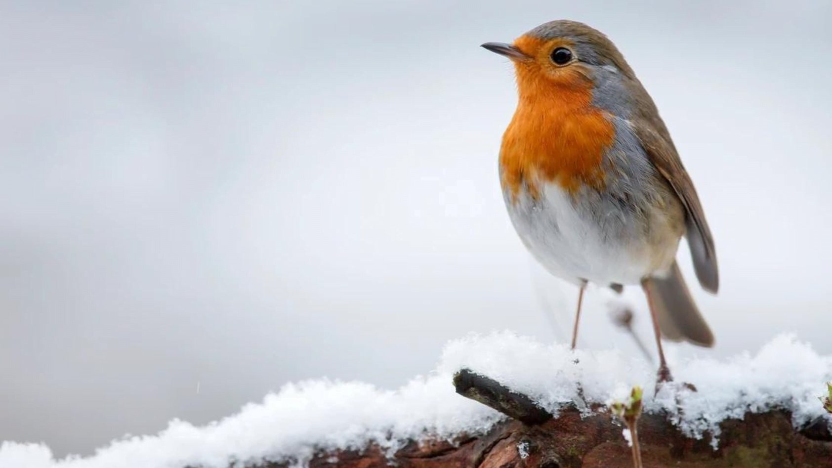 How Long Do Robins Live? 7 Surprising Truth Revealed! - Chirper Birds