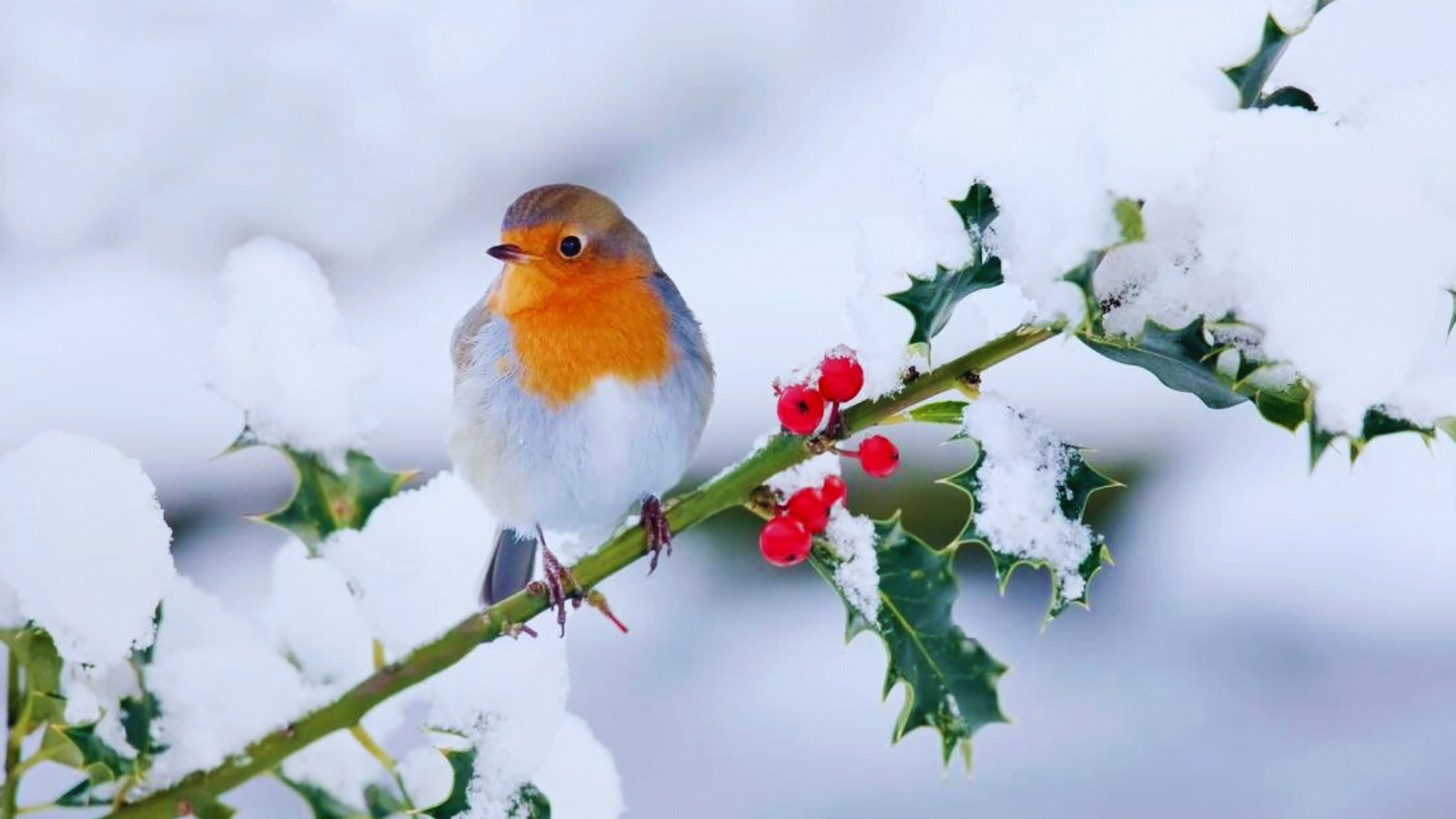 How Long Do Robins Live? 7 Surprising Truth Revealed! - Chirper Birds