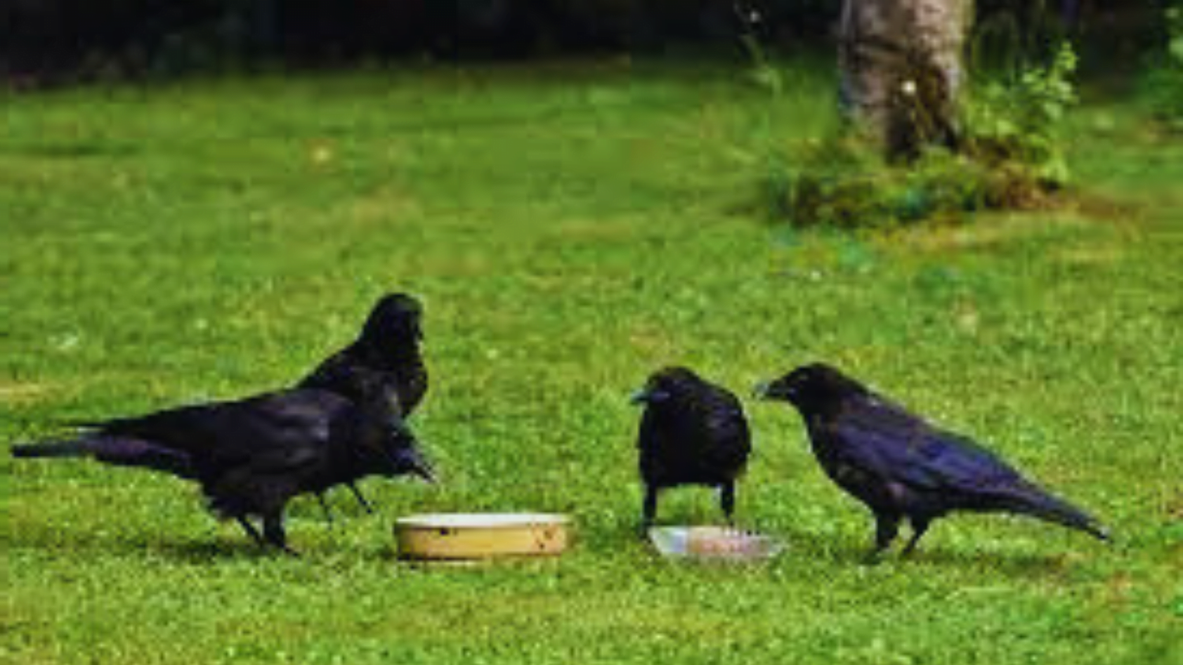 Unveiling the 5 Surprising Secrets: How Long Do Crows Live ...