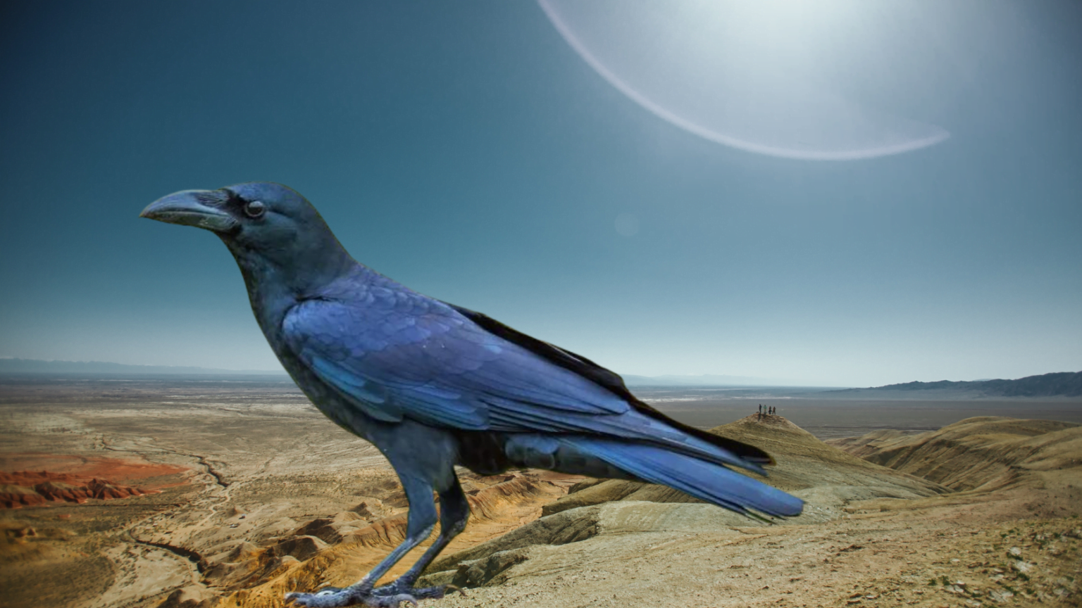 How To Attract Crows: 10 Tips And Tricks To Welcome These Clever Birds ...