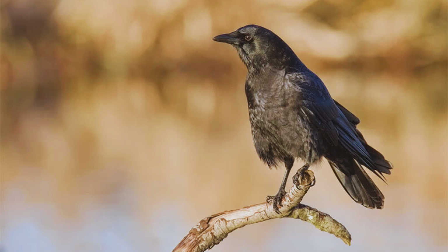 Educate Yourself About Crow Conservation