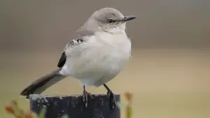7 Mesmerizing Mockingbird Sounds: A Symphony of Nature! - Chirper Birds