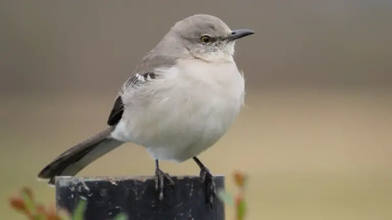 7 Mesmerizing Mockingbird Sounds: A Symphony of Nature! - Chirper Birds