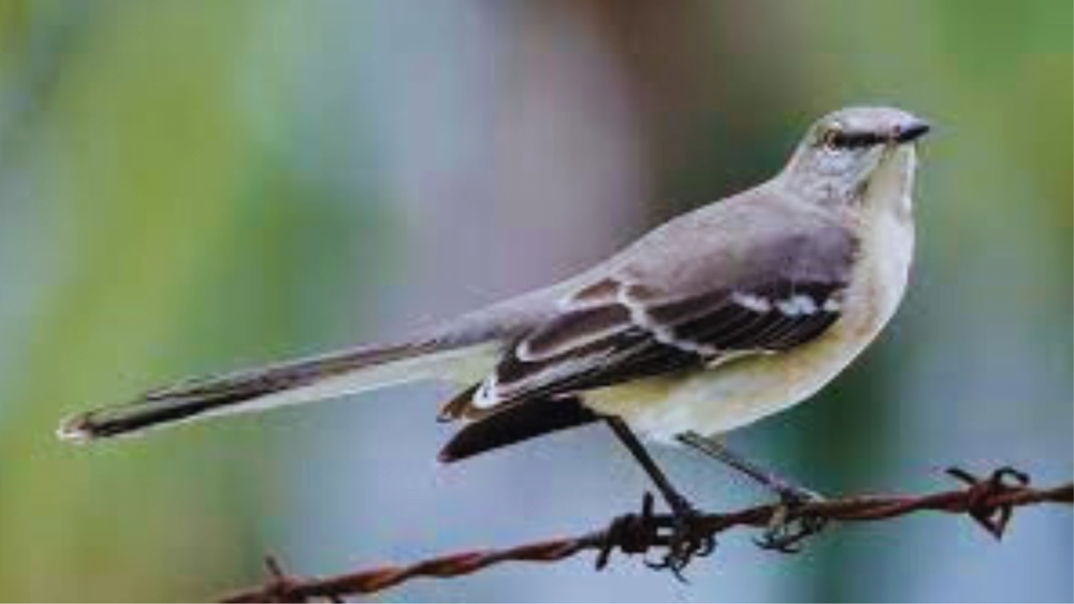 Mockingbird Spiritual Meaning: Unveiling The Symbolism Of This Sacred ...