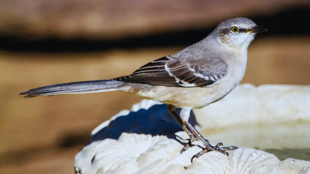 Mockingbird Spiritual Meaning: Unveiling The Symbolism Of This Sacred ...
