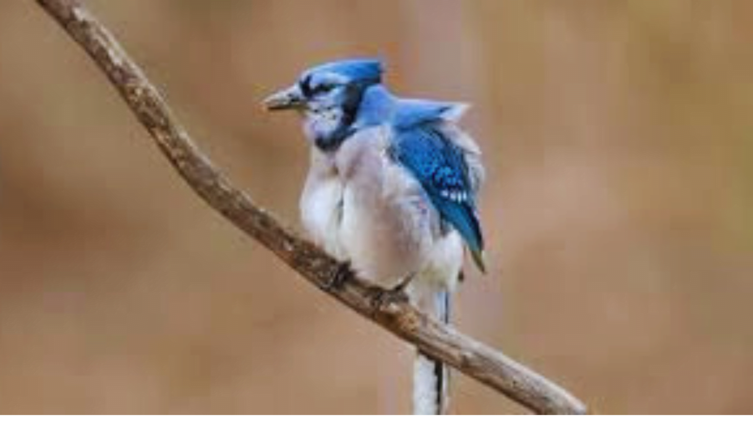 Puffed Up Bird: 5 Surprising Reasons Why Your Bird is Puffed Up ...